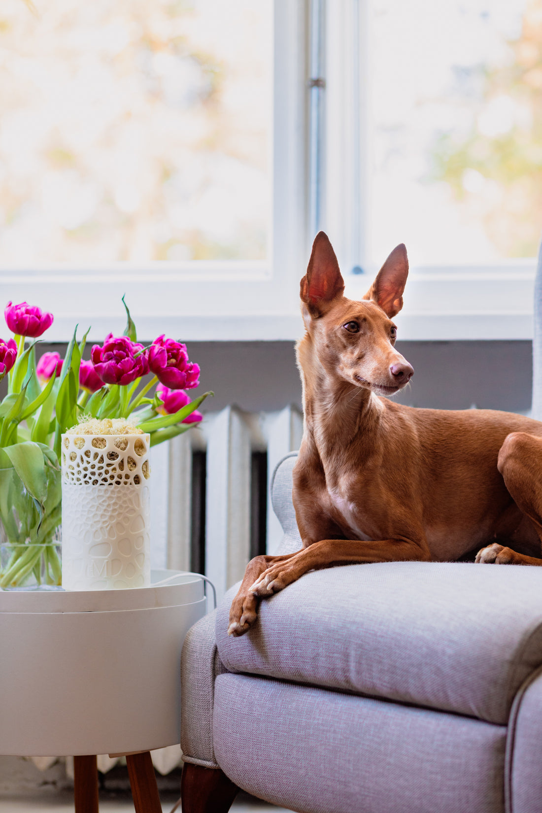 ByMossy Air Purifers | Discover the wonders of the nature with us.